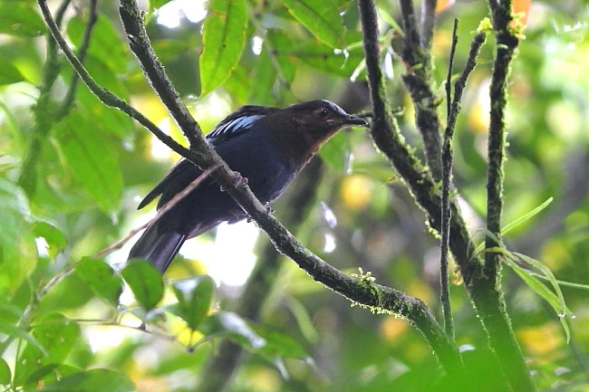 Sumatran Cochoa | Animal Database | Fandom