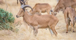 Egyptian Barbary Sheep | Animal Database | Fandom