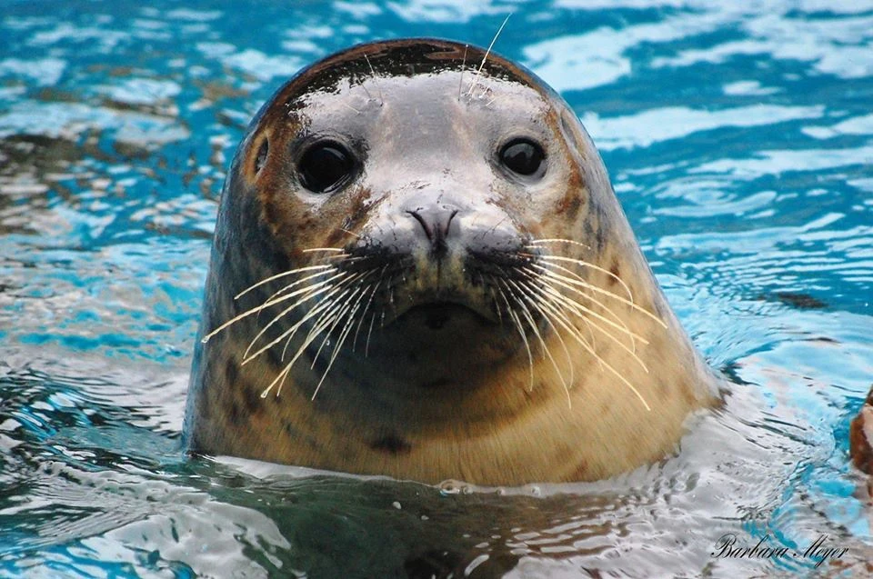 Bumper | Animal Database | Fandom