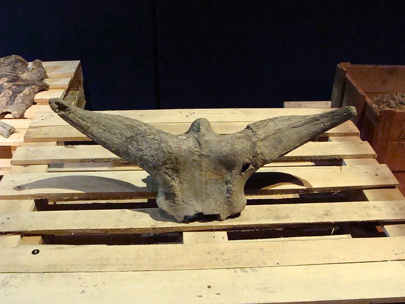 Bos palaesondaicus | Animal Database | Fandom