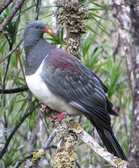 Chatham Pigeon | Animal Database | Fandom