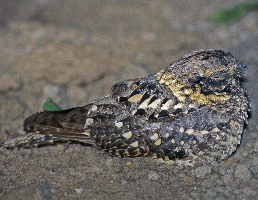 Montane Nightjar | Animal Database | Fandom