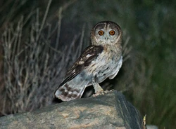 Omani Owl | Animal Database | Fandom