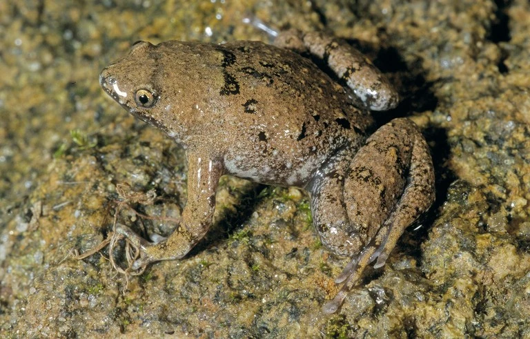 Paradoxophyla | Animal Database | Fandom