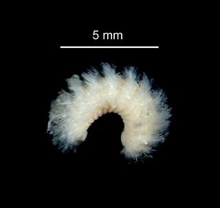 Euphrosine monroi | Animal Database | Fandom