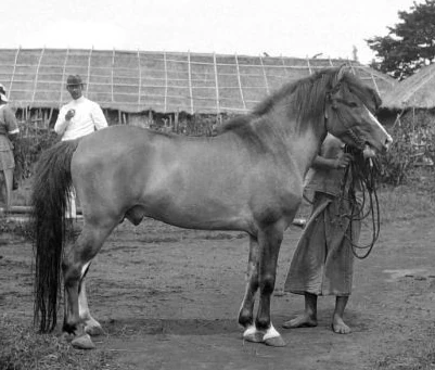 Batak | Animal Database | Fandom