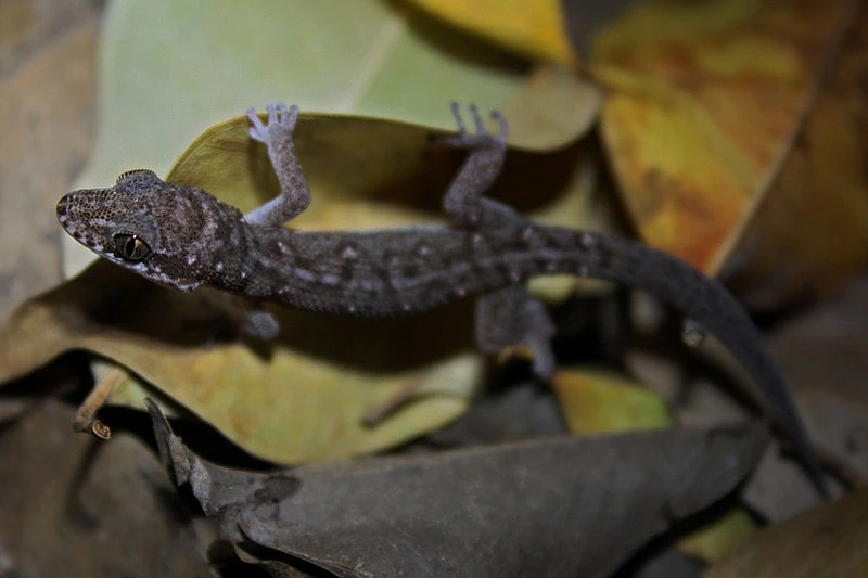 Siamese Leaf-toed Gecko | Animal Database | Fandom