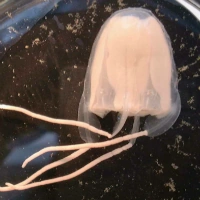 Malo Kingi | Animal Database | Fandom