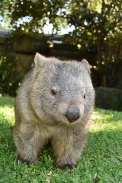 Kato | Animal Database | Fandom