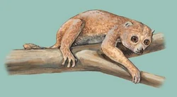 False Potto | Animal Database | Fandom