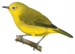 Javan White-eye | Animal Database | Fandom