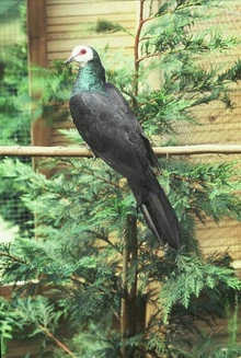 Turacoena | Animal Database | Fandom