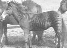 Zorse | Animal Database | Fandom