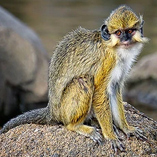 Angolan Talapoin | Animal Database | Fandom