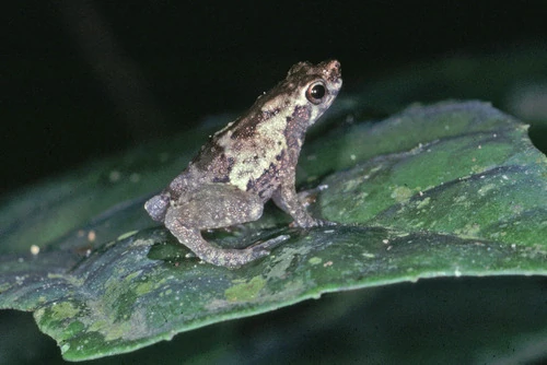 Bates' Tree Toad | Animal Database | Fandom