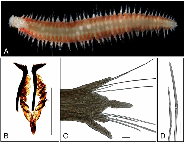 Ophryotrocha craigsmithi | Animal Database | Fandom