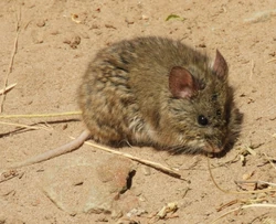 Andean Big-eared Mouse | Animal Database | Fandom