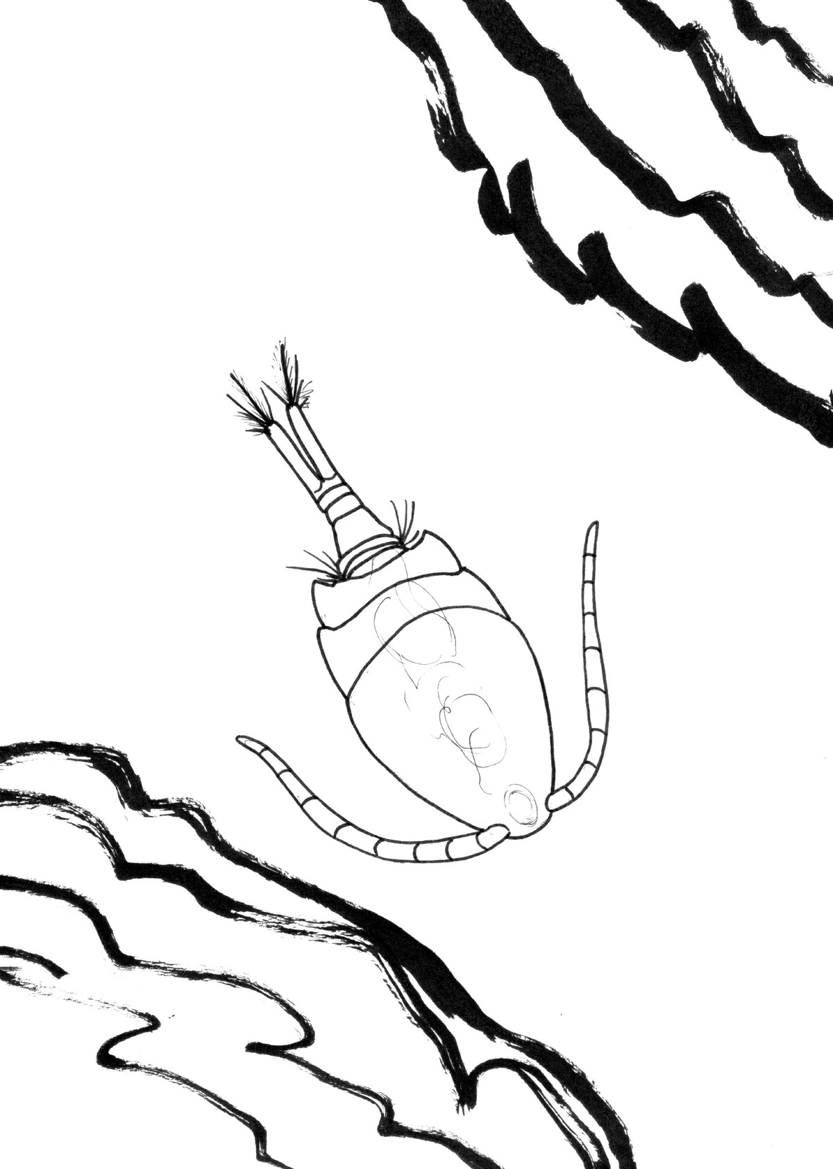 Afrocyclops Pauliani | Animal Database | Fandom