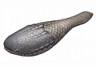 Astraspis | Animal Database | Fandom