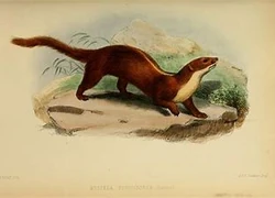 Back-striped Weasel | Animal Database | Fandom