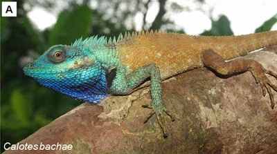 Cochinchina Lizard | Animal Database | Fandom