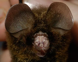 Philippine Tailless Leaf-nosed Bat | Animal Database | Fandom