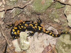 Fire Salamander | Animal Database | Fandom