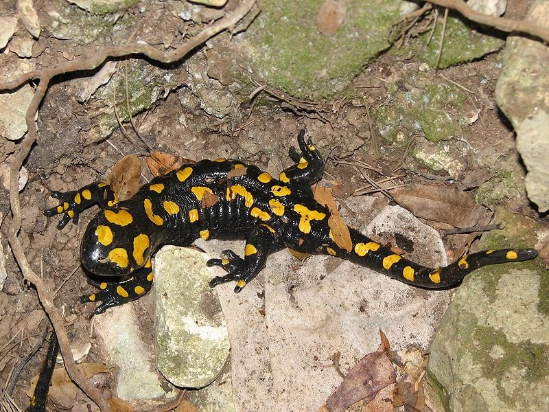 Fire Salamander | Animal Database | Fandom