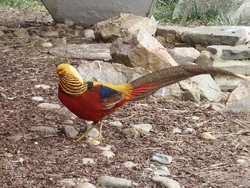 Golden Pheasant | Animal Database | Fandom