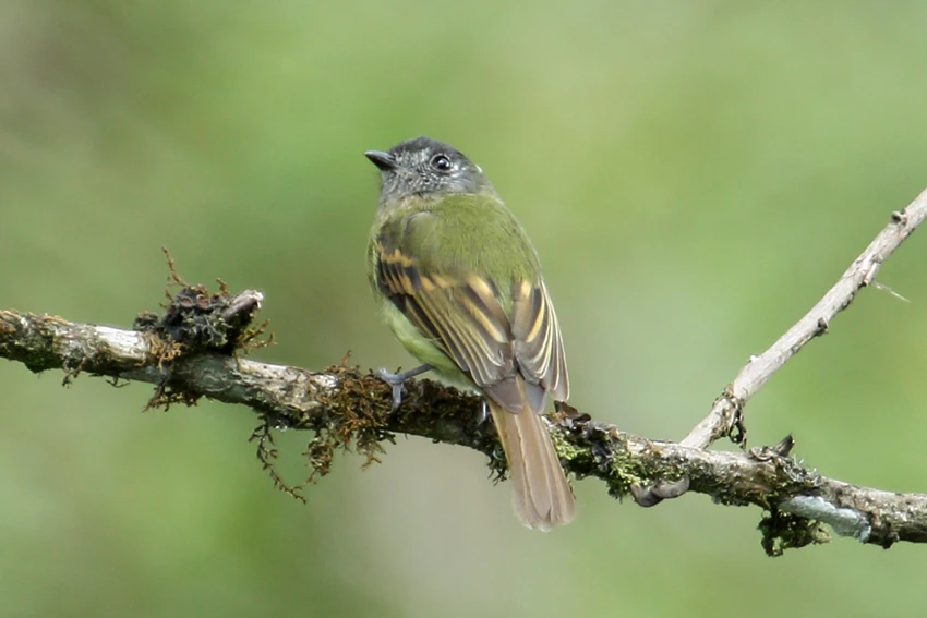 Inca Flycatcher | Animal Database | Fandom