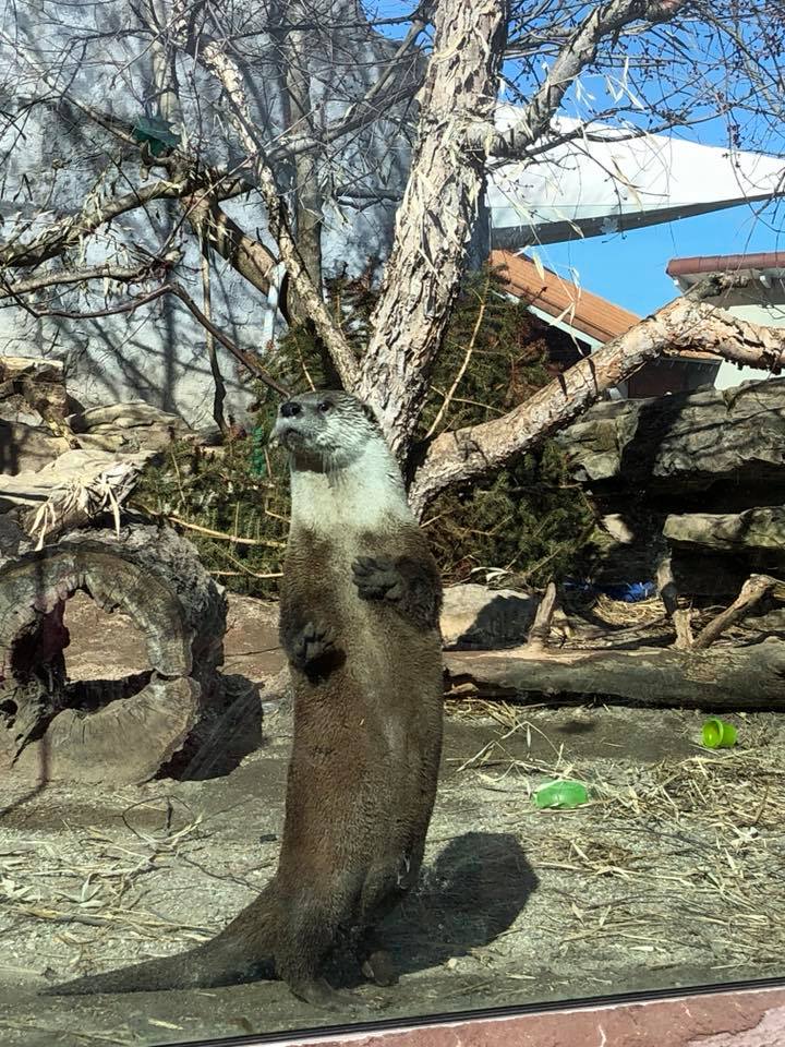 Stark | Animal Database | Fandom