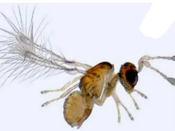 Kikiki huna | Animal Database | Fandom