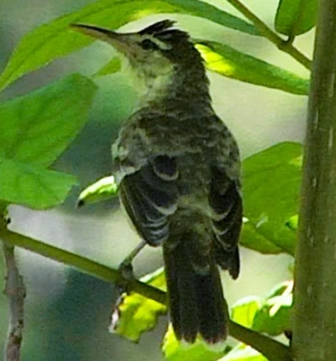 Tahiti Reed Warbler | Animal Database | Fandom