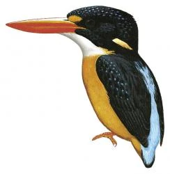 Buru Dwarf Kingfisher | Animal Database | Fandom