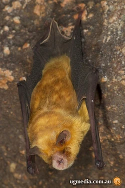 Orange Leaf-nosed Bat | Animal Database | Fandom