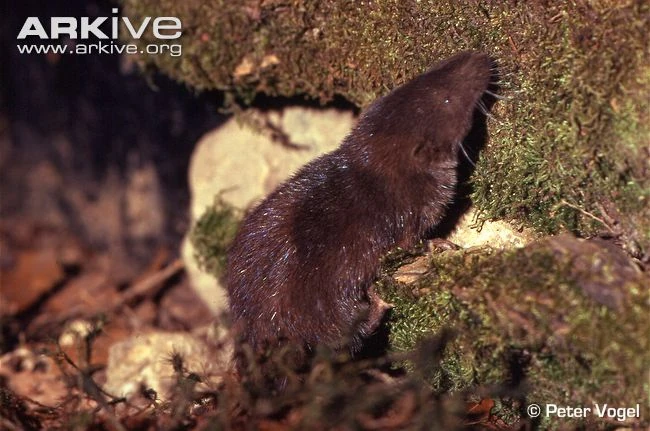Nimba Otter Shrew | Animal Database | Fandom