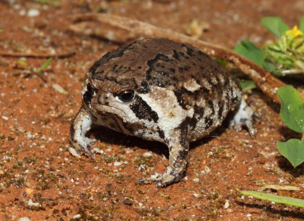 Rose's Rain Frog | Animal Database | Fandom