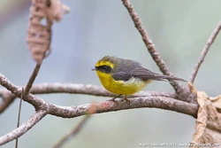 Yellow-bellied Fantail | Animal Database | Fandom