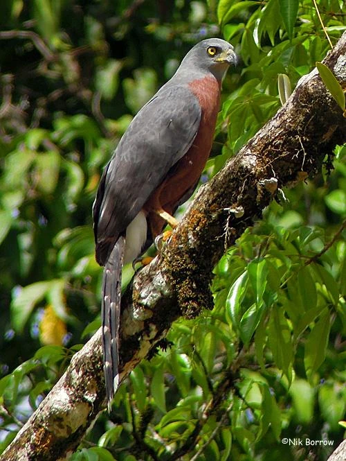 Long-tailed Hawk | Animal Database | Fandom
