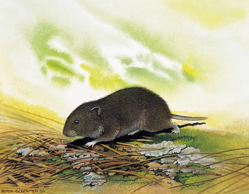 Bavarian Pine Vole | Animal Database | Fandom