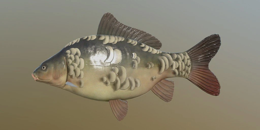 Common Carp | Animal Database | Fandom