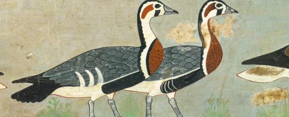 Medium Goose | Animal Database | Fandom