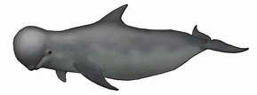 Blunt-snouted Dolphin | Animal Database | Fandom