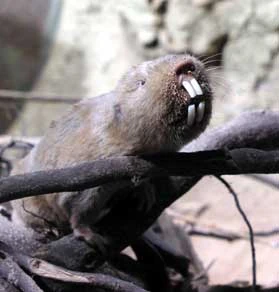 Ansell's Mole-rat | Animal Database | Fandom