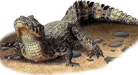 Eocaiman | Animal Database | Fandom