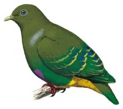 Dwarf Fruit Dove | Animal Database | Fandom