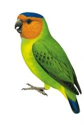 Micropsitta | Animal Database | Fandom