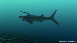 Falcatus | Animal Database | Fandom