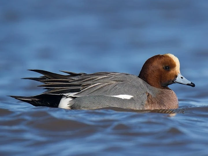Eurasian Wigeon | Animal Database | Fandom
