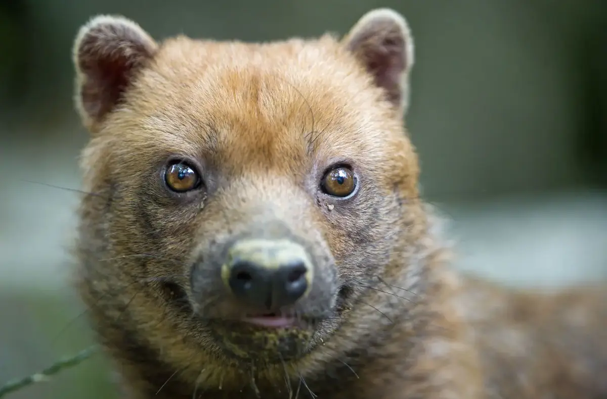 Bush Dog | Animal Database | Fandom